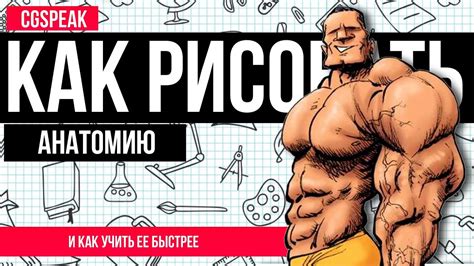 КАК Легче ВЫУЧИТЬ АНАТОМИЮ Художнику // Анатомия для художников // Как ...