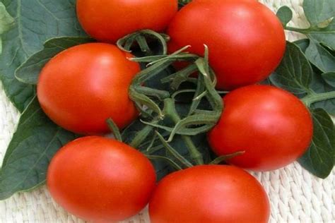 Tomato Verlioka F1: recenze, tajemství pěstování, popis s fotografií