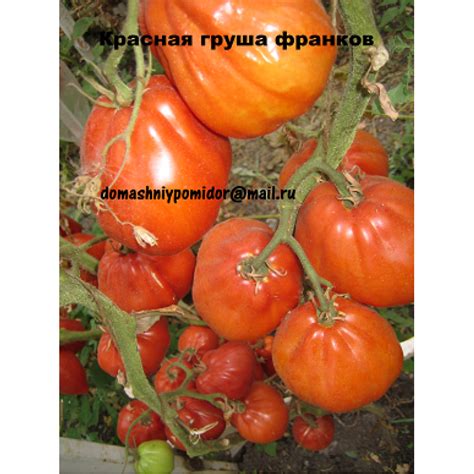 Красная груша Франчи
