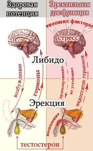 Лучшие лекарства от импотенции — лучшие препараты для мужчин