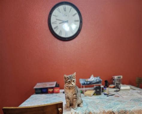 Premium Photo | Eat right meow