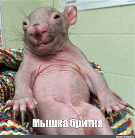 Meme: "Мышка бритка" - All Templates - Meme-arsenal.com
