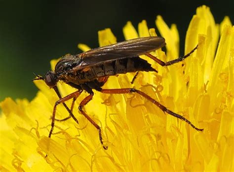 Empis Foto & Bild | nahaufnahmen, natur, fliegen Bilder auf fotocommunity