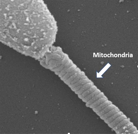 Mitochondrion - Definition and Examples - Biology Online Dictionary