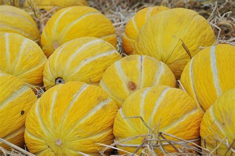 Weight Equivalents: Casaba