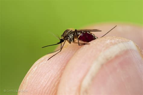 mosquito – The Polaris Project