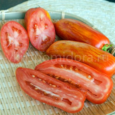 Купить семена томата сорт Гном Полосатый как перец (Dwarf Pepper Like ...