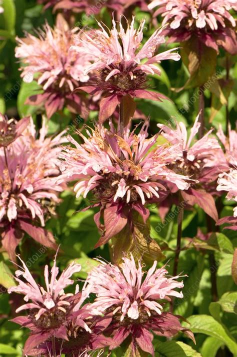 Monarda didyma 'Beauty of Cobham' - Stock Image - C009/9322 - Science ...