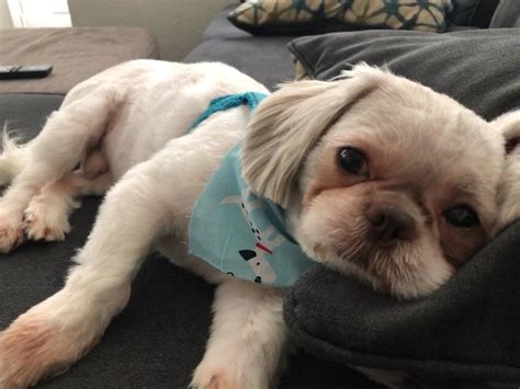 My shih tzu was a puppy mill dog that was taken away by animal control ...