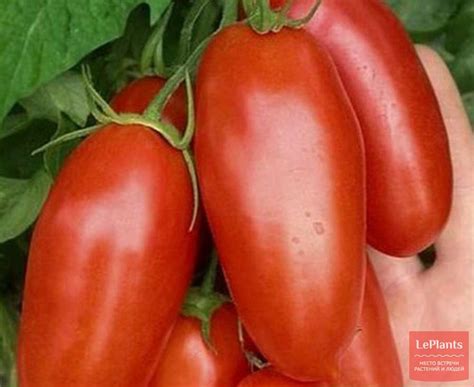 Томат 'Банан красный' — описание сорта, характеристики | на LePlants.ru