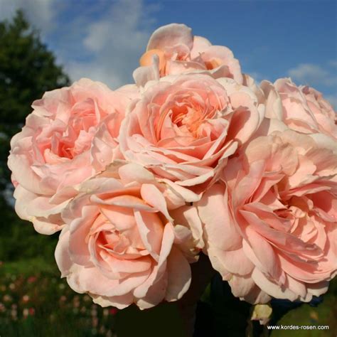 Cremosa® | Kordes Rosen
