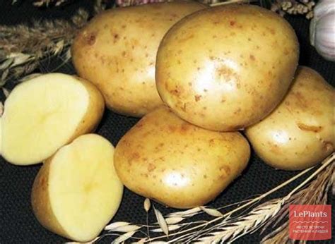 Картофель 'Лорх' — описание сорта, характеристики | на LePlants.ru