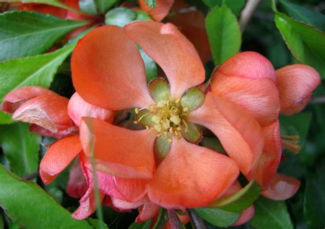 Chaenomeles japonica - Изображение особи - Плантариум