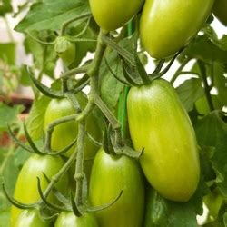 Томат Джекпот: описание и характеристика, ОТЗЫВЫ (49), фото | tomatland.ru
