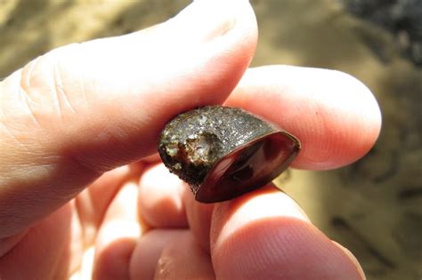 Neripteron violaceum (Neripteron violaceum) - Picture Fish