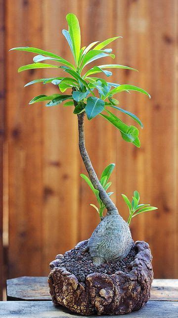 Pachypodium decaryi - Gardening Loves | Weird plants, Bonsai plants ...