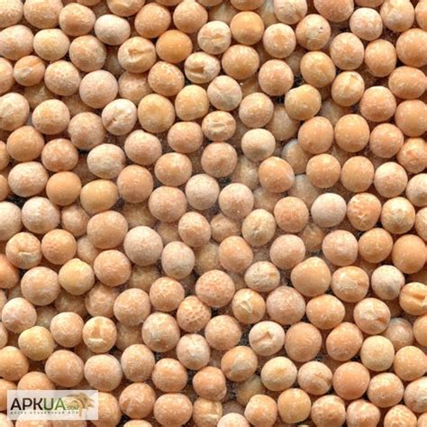 Купити ГОРОХ посевной "аудит" 2 репродукция — APKUA