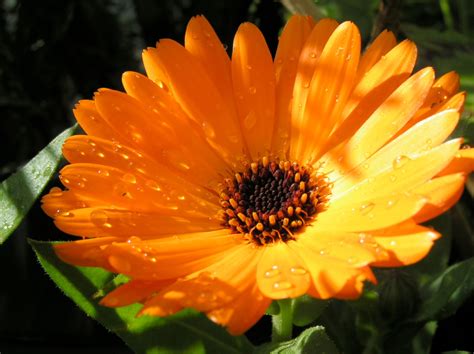 Marigold | Mecklenburgh Square Garden