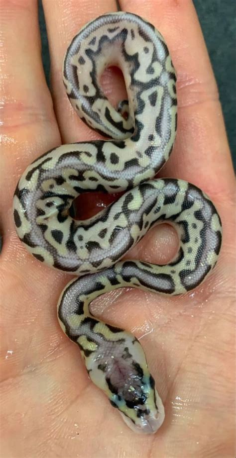 2 two headed carpet pythons – Artofit
