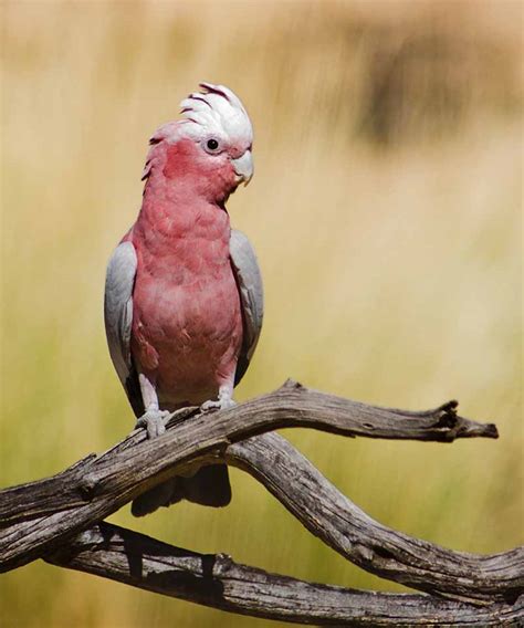 galla | Parrot Bliss -Parrot Care