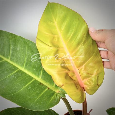 philodendron Sunlight hybrid - exoticplantshop.org