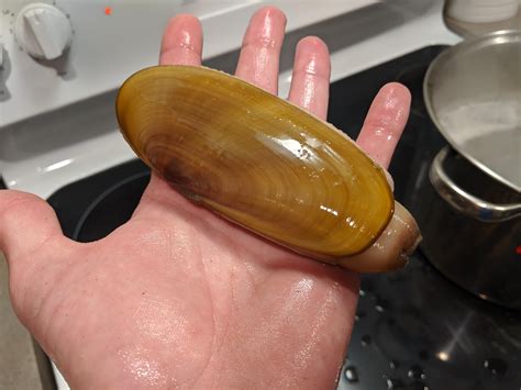 Razor Clam Season In Washington - Ac