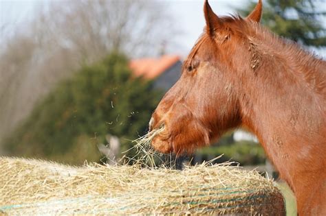 Premium Photo | Close-up of horse eating from hay bale in ranch