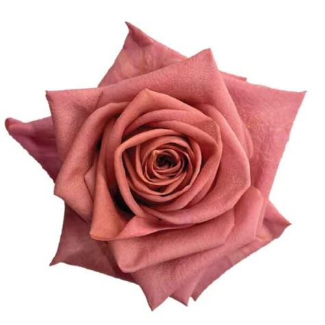 Rose Barista - Solefarms