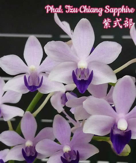Phal. Tzu Chiang Sapphire (Орхідея, Підлітки фаленопсисів (роздрібні ...