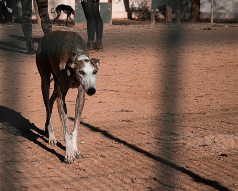 Dog Action Photos, Download The BEST Free Dog Action Stock Photos & HD ...
