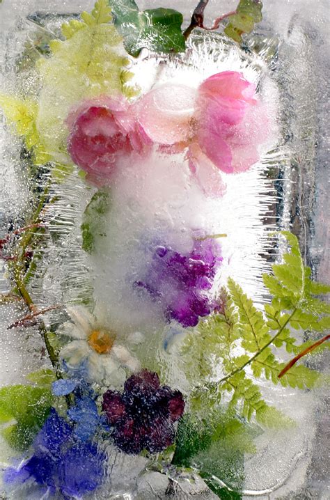 Flowers in ice/ Цветы во льду Olga Weston photography Ice Photography ...