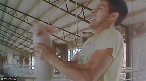 Animal rights activists film horrific abuse of pigs at Tyson farm ...