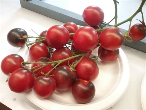 Гранатовая капля | mir-tomatov
