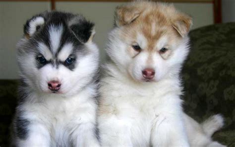 Dog Breed Gallery: August 2009