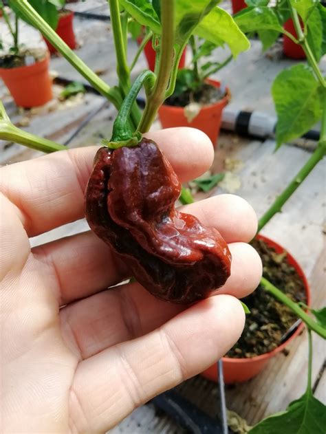 Habanero Chocolate - aalamargherita.com