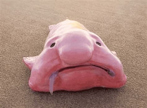 Worlds Ugliest Fish Blobfish