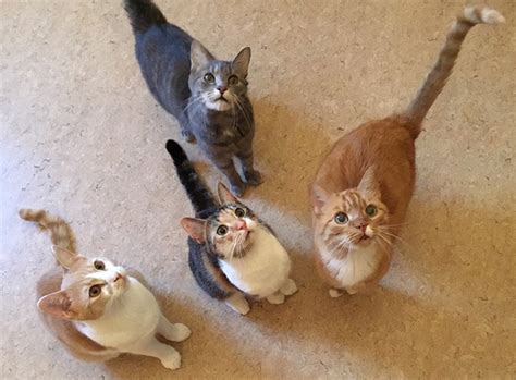 Speed-Dating und vier Katzen. Passt das? | ZooRoyal Magazin