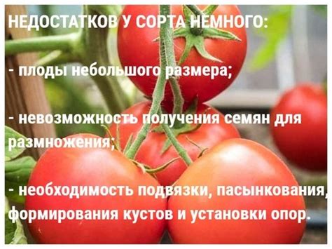 Томат Верочка F1. Отзывы, фото, урожайность