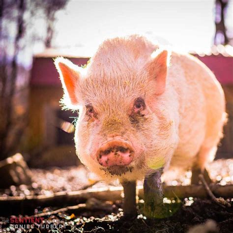 Gertie - JENNA AND FRIENDS ANIMAL SANCTUARY