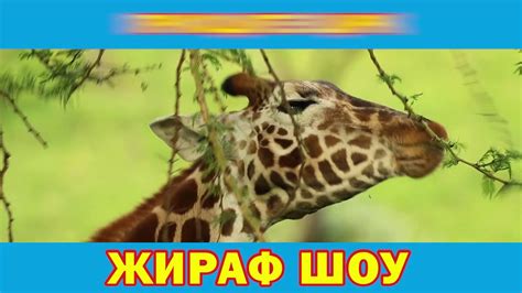 ЖИРАФ ШОУ - YouTube