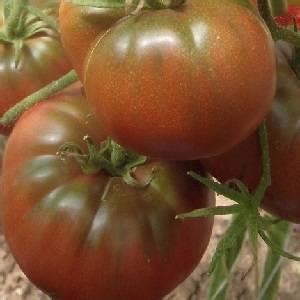 Томат Черный гигант (Tomato Black Giant) - Славный Сад
