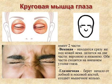 Пластическая анатомия - презентация онлайн