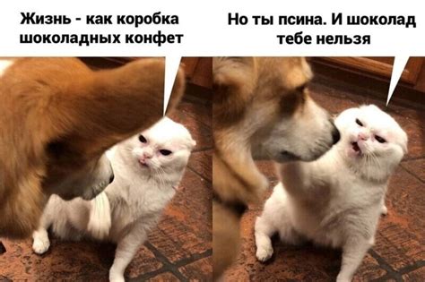 Жизнь - как коробка конфет)) | Пикабу