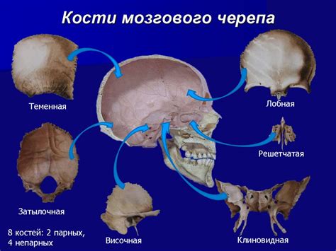 Современные проблемы медицинской краниологии - online presentation
