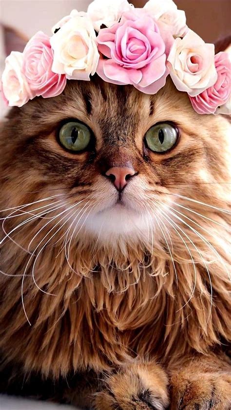 Cute Cats And Kittens, Baby Cats, Kittens Cutest, Cool Cats, Baby ...