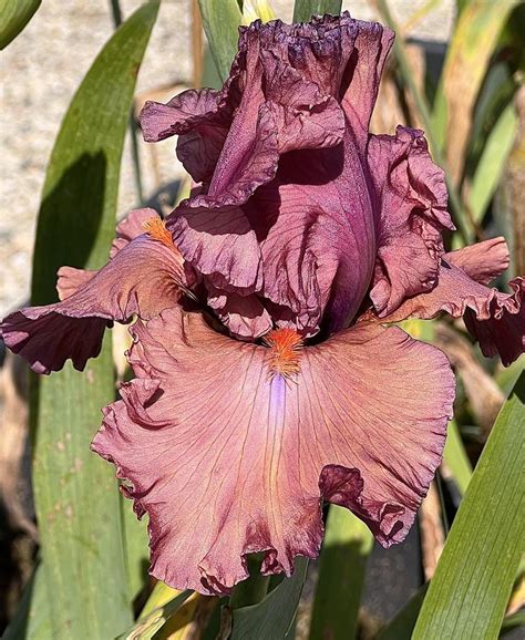 Photo of the bloom of Tall Bearded Iris (Iris 'Terracotta Bay') posted ...