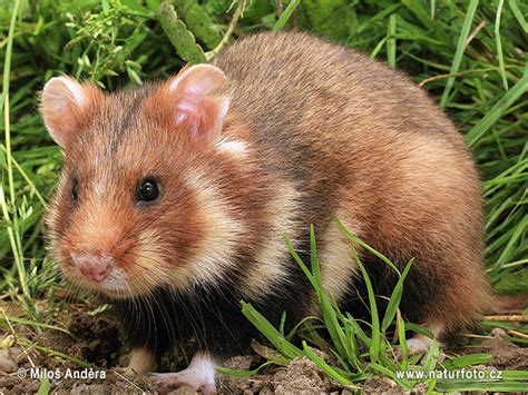 Common Hamster Photos, Common Hamster Images, Nature Wildlife Pictures ...