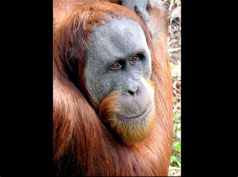 Arang atang.jpg - Animal - Photo.net
