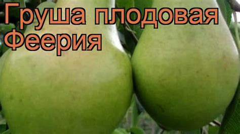 Груша плодовая Феерия (pyrus communis feeriya) 🌿 обзор: как сажать ...