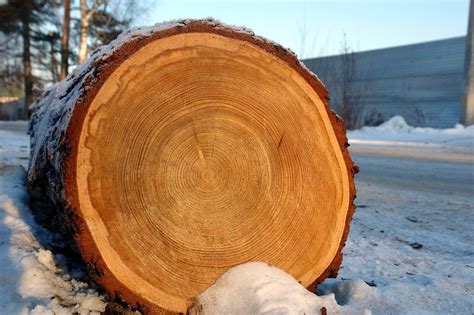 Выбираем древесину: Персональные записи в журнале Ярмарки Мастеров